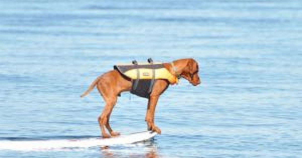 Comox Valley Vet Hospital